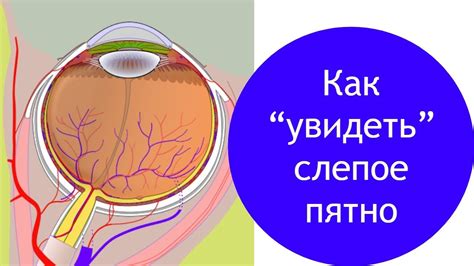 Как увидеть слепое пятно строение глаза человека Youtube