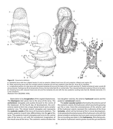 Atlas Of Comparative Invertebrate Embryology 5 Volume Set Veldshop