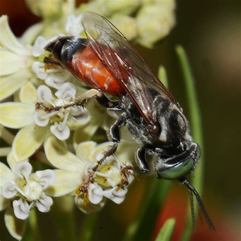 Tachysphex Tachytes Bugguide Net