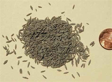 Some Pennsylvanian Fusulinids Member Collections The Fossil Forum
