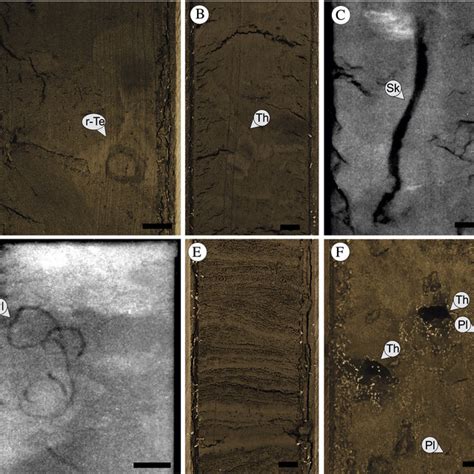 Sediment Cores Collected Along The Central Transect CT Core Download Scientific Diagram