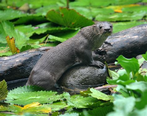 Animais Em Extinção Na Floresta Amazônica Toda Matéria