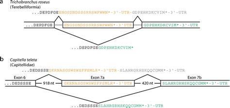 formation of two lamin mrna variants by alternative splicing a