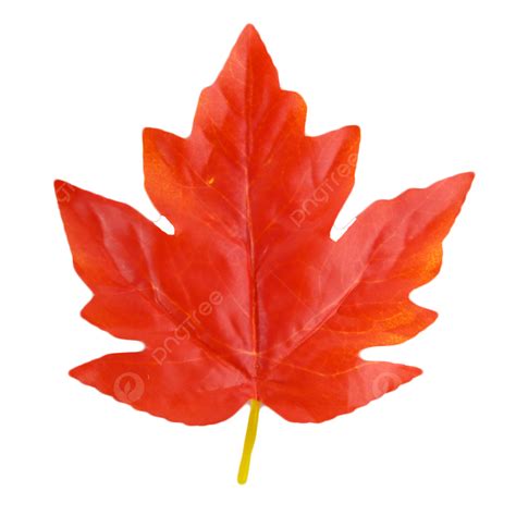 메이플 리프 지점 건조한 시즌 정원 사진술 정물 Png 일러스트 및 이미지 에 대한 무료 다운로드 Pngtree