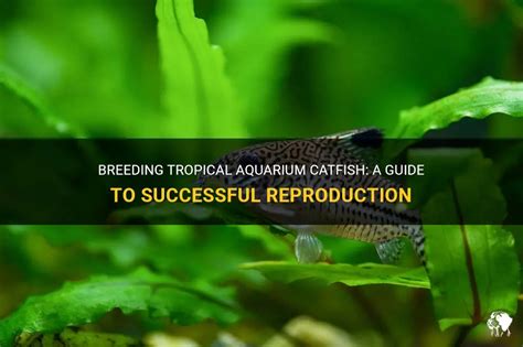 Breeding Tropical Aquarium Catfish A Guide To Successful Reproduction