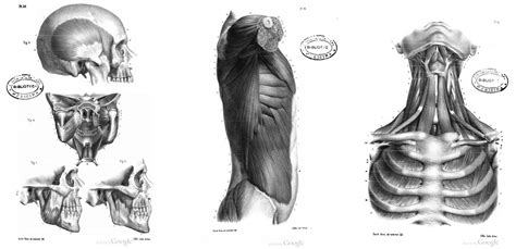 7 Libros Anatomía Humana y Animal para Artistas PDF