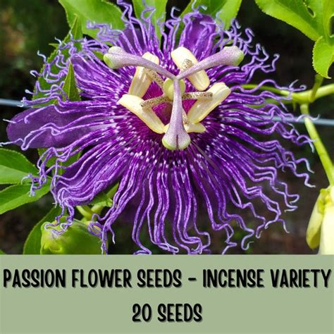 Passion Flower Seeds Etsy