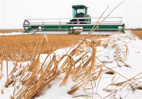 Marketers Forced To Sell Two Crops This Year The Western Producer