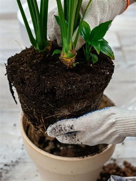 How To Repot A Plant The Contented Plant