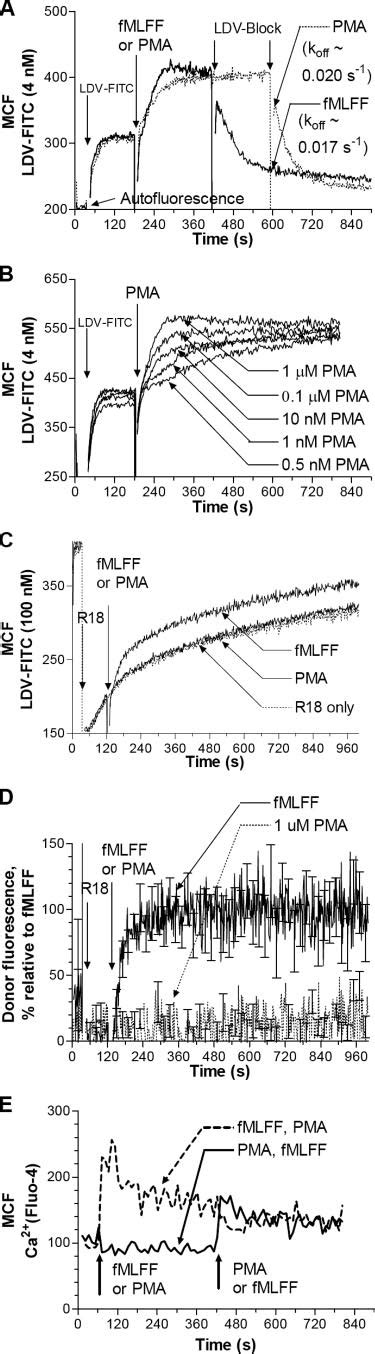 Binding And Dissociation Of The Ldv Fitc Probe On U937 Cells Energy
