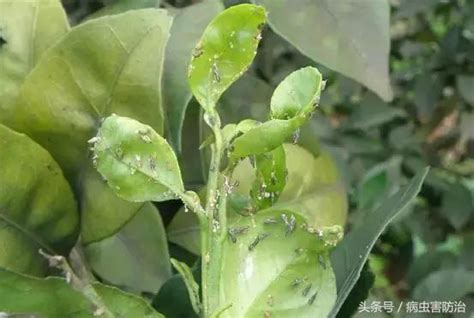 柑橘木虱生活習性和危害 每日頭條