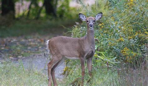 Does Vanilla Extract Attract Deer
