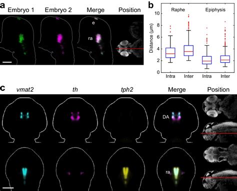 figures and data in automated deep phenotyping of the vertebrate brain