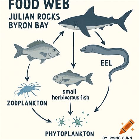 An Illustrated Food Web Diagram For Julian Rocks Byron Bay Showing