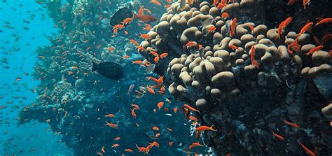 Actions In Coming Decade Will Determine Whether Coral Reefs Survive