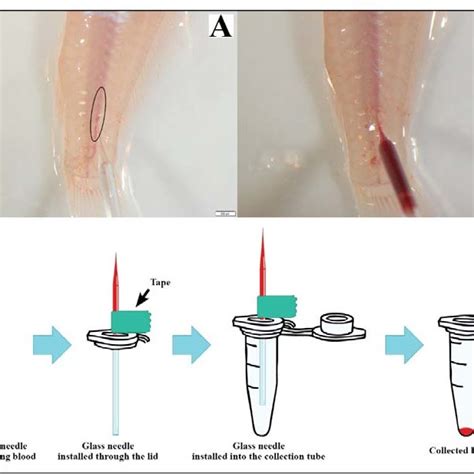 Fish Position During Blood Sampling A The Installation Of Glass Download Scientific Diagram