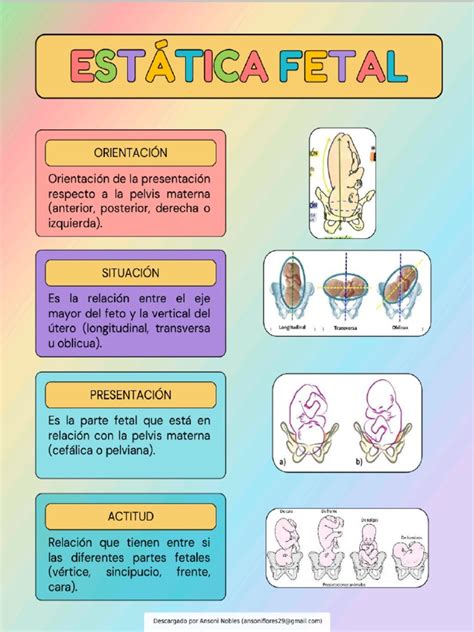 Estatica Fetal Pdf