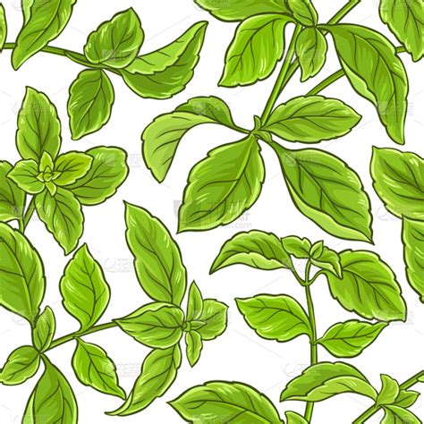 式样 罗勒 植物 白色 绿色 芳香的 精神振作 永远 清新 农业