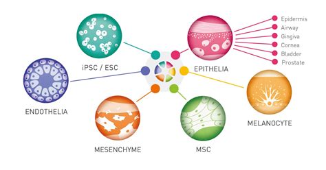 皮膚科学研究用の細胞／培地／培地添加物（cellntec社） フナコシ