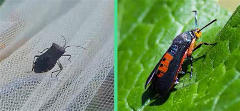 How To Avoid Common Squash Problems