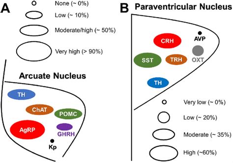 Neurochemical Phenotype Of Gh Responsive Neurons In The Hypothalamic