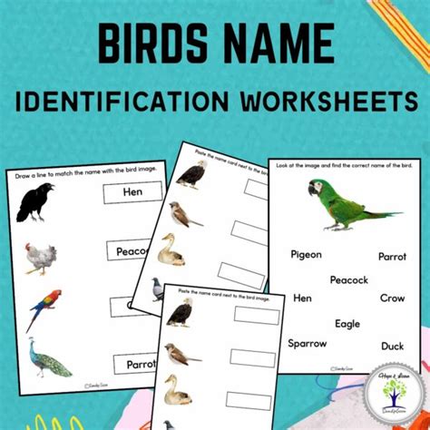Free Birds Name Identification Worksheets Resource For Teacher