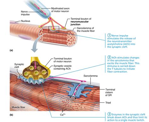 Muscular System Anatomymuscle Fiber With Neuromuscula