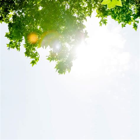 Maple Tree Vector At Getdrawings Free Download