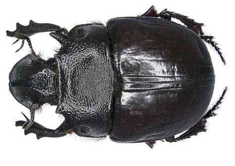 Heliocopris Bucephalus Bioquipbugs
