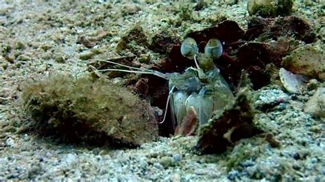 Peacock Mantis Shrimp Punch Video