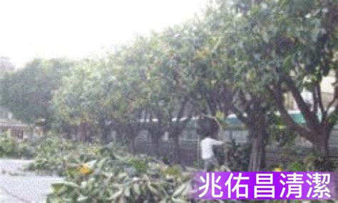 兆佑昌清潔公司 苗栗 新竹 桃園 新北市 樹木修剪 鋸樹 修樹