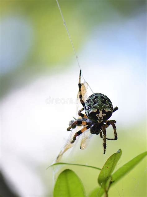 Closeup Of Araneus Ventricosus Landing On A Spider Web In A Field Stock