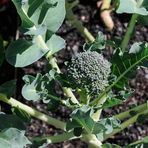 Marathon F1 Broccoli Plants Roots Plants