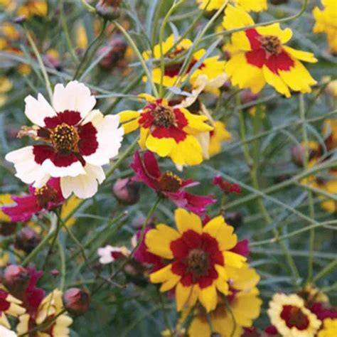 Tickseed Coreopsis Incredible Mix Circle Farms Canada