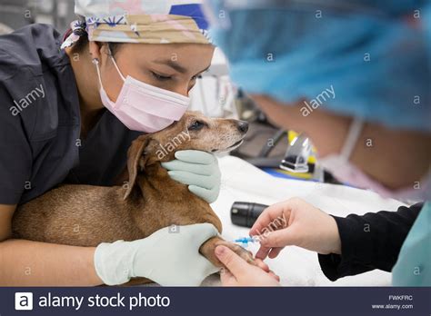 What Is An Animal Health Technician At Brenda Norris Blog