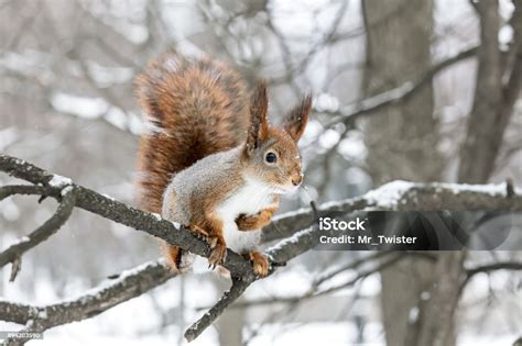 붉은 다람쥐 나무 가지에 앉아 하 고 겨울에 음식에 대 한 검색 갈고리 발톱에 대한 스톡 사진 및 기타 이미지 갈고리 발톱 갈색 겨울 Istock