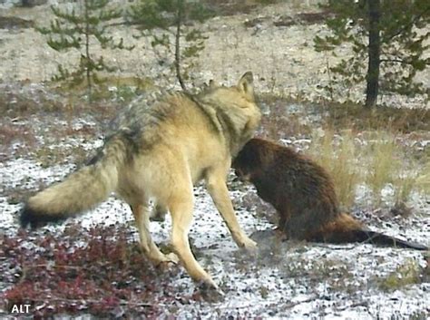 Wolves Alter Forest Trajectory By Influencing How Far Beavers Forage