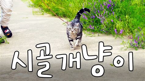 시골 길에서 산책하는 고양이를 만난다면 반갑게 인사해 주세요 Youtube