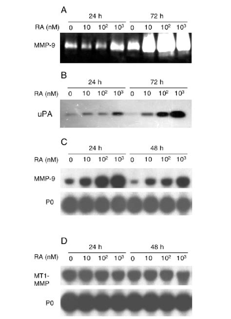Ra Induces The Production Of Mmp 9 And Upa A Effect Of Ra On