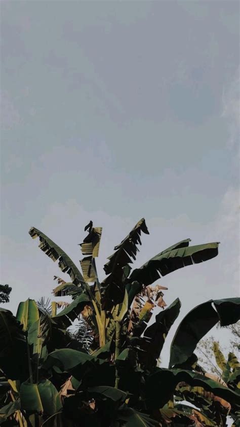 Bird On Banana Tree In The Sky