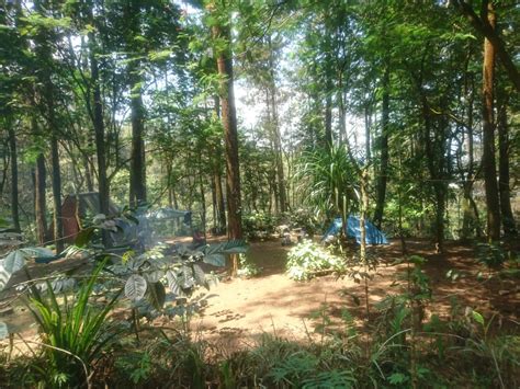 Tempat Camping Di Puncak BerNuansa Hutan Pinus K Camp Puncak Inspira Adventure
