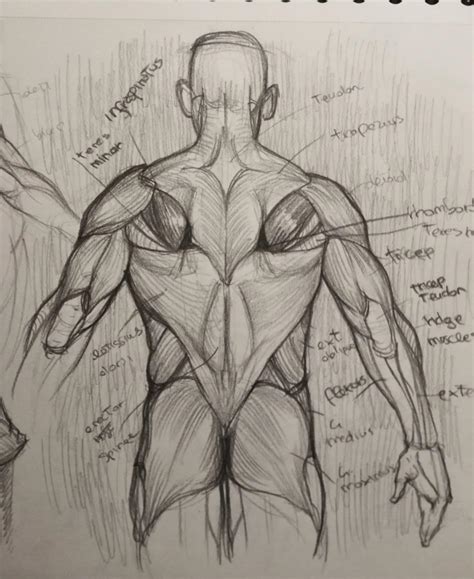 Back Muscles Drawing Reference Anime How To Draw The Human Back A