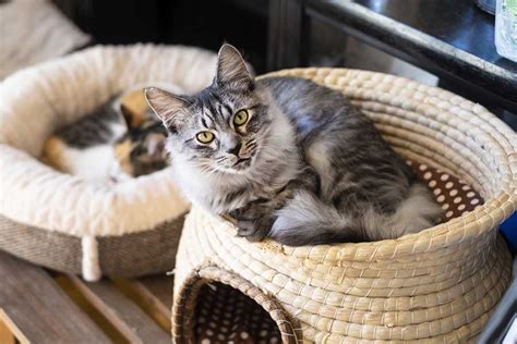 好きな猫種ランキング ベスト3それぞれの特徴や性格は？ Hint Pot