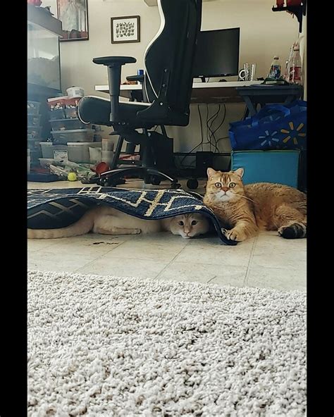 Rr Fifty Instances Of Uproarious Captures Showcasing Their Beloved Cats