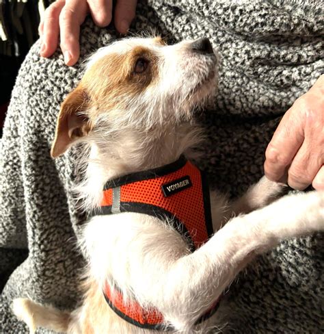 Dog For Adoption Toby A Jack Russell Terrier Parson Russell Terrier