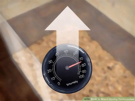 How To Breed Hissing Cockroaches 11 Steps With Pictures