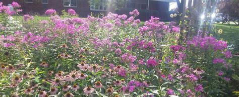 Seven Native Plant Maintenance Tips Edge Of The Woods Native Plant