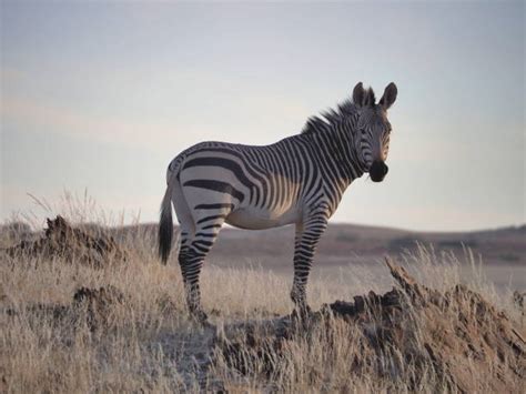 Zebra Da Montanha Fotos Banco De Imagens E Fotos De Stock Istock