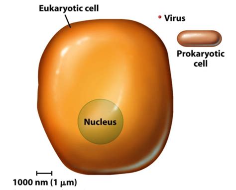 Eukaryotes And Prokaryotes Flashcards Quizlet