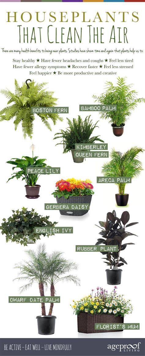 10 Houseplants That Clean The Air Artofit